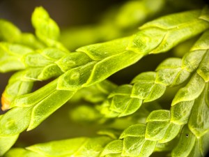 How to Turn Your iPhone into a Microscope for Incredible Close-Ups | At ...