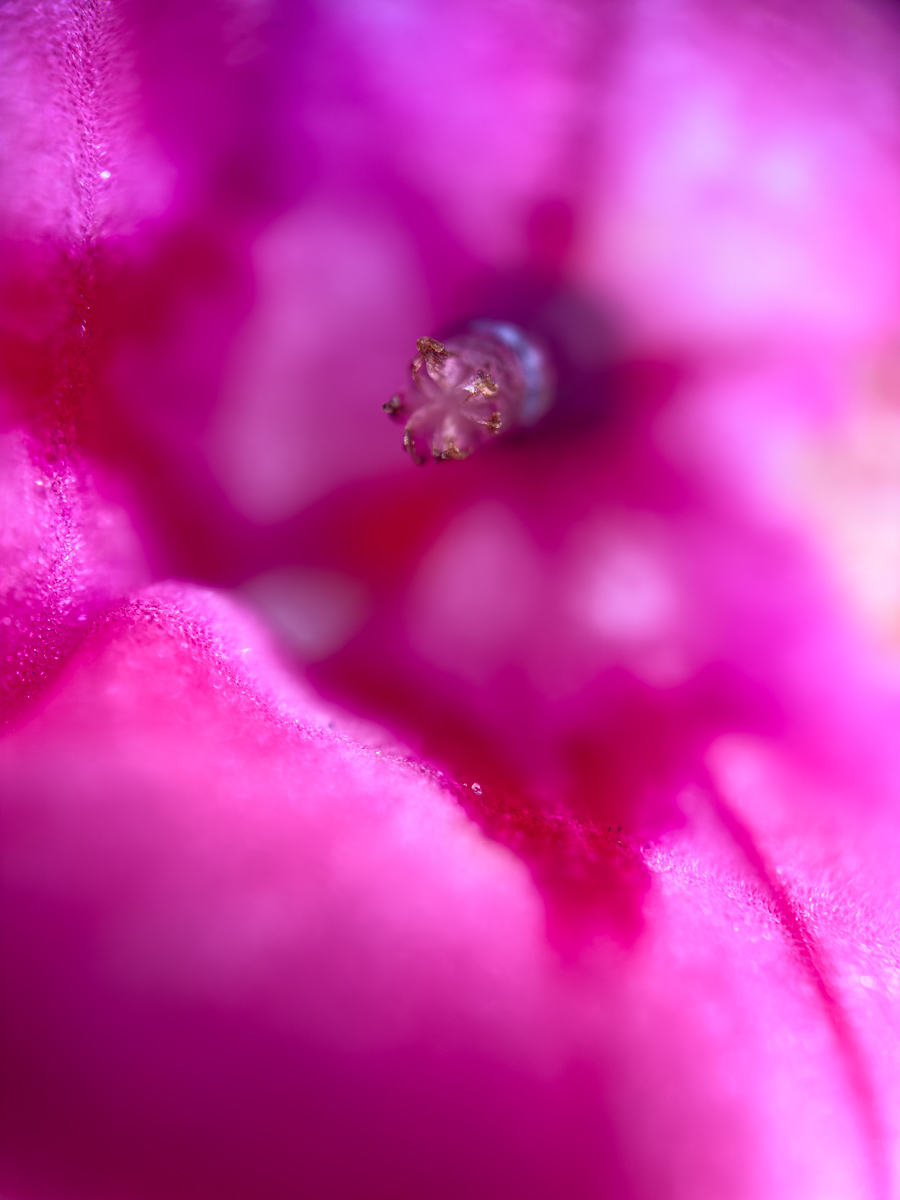 How to Turn Your iPhone into a Microscope for Incredible Close-Ups | At ...
